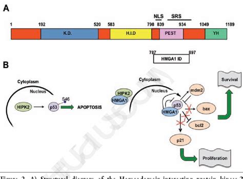 Table 1 From High Mobility Group A Interacting Proteins In Cancer