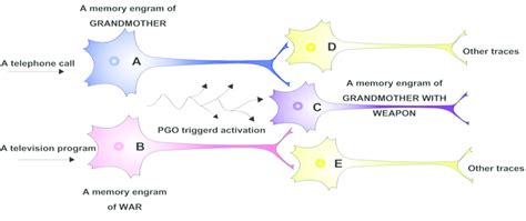 A Neuronal Net In The Memory Storage Area Excitability Of A Neurons