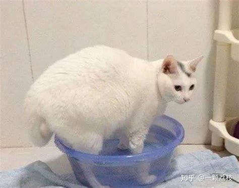 给猫洗脚怎么洗 知乎
