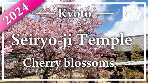 Several Varieties Of Cherry Trees Are Planted And They Are At Their