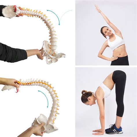 Evotech Scientific Life Size Anatomical Spine Model With Vertebrae Ne