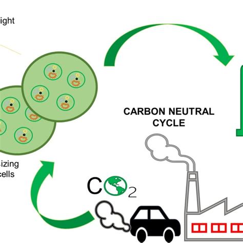 Two Stage Microalgae Cultivation Approach Download Scientific Diagram