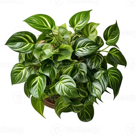 Houseplant In Pot Top View Cutout Ai Generative 27536636 Png