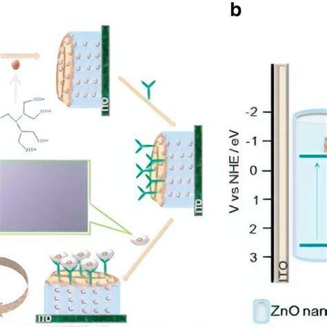 A Schematic Representation Of A Photoelectrochemical Biosensor Based