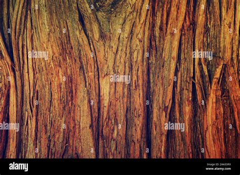 Tree Surface Texture Stock Photo Alamy