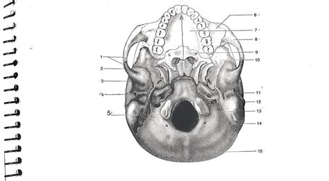 Honors A P Skull Diagram Diagram Quizlet