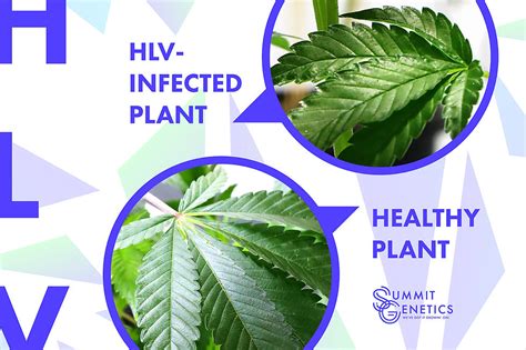Common Symptoms Of The Hop Latent Viroid In Cannabis