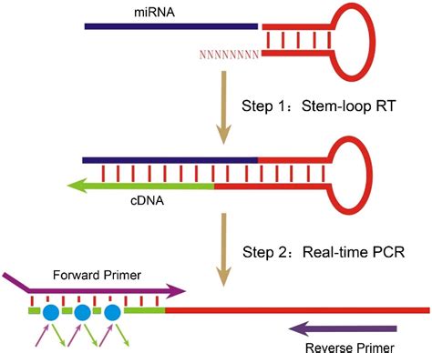 Figure 1 From Universal Stem Loop Primer Method For Screening And