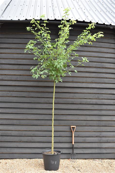 Laburnum X Watereri Vossii Golden Chain Tree Girth 8 10cm Heig