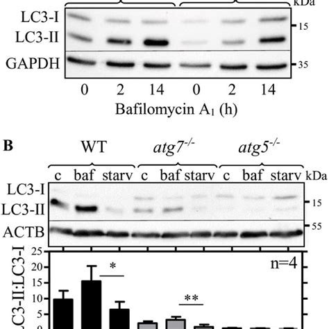 Pdf Atg7 Is Dispensable For Lc3 Pe Conjugation In Thioglycolate