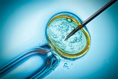 Galería La Fertilización In Vitro En Cuatro Pasos Nacer Centro De