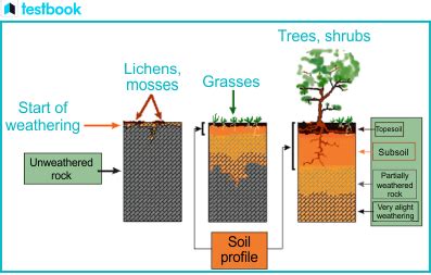 Soil Formation Process Of Soil Formation And The Factors Affecting It