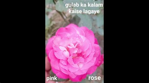 Gulab Ka Kalam Kaise Lagaye Rose Plant Youtube
