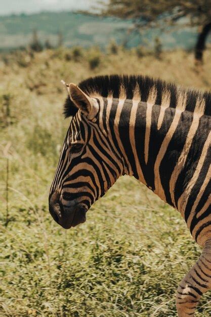 Premium Photo A Zebra In A Field Of Grass