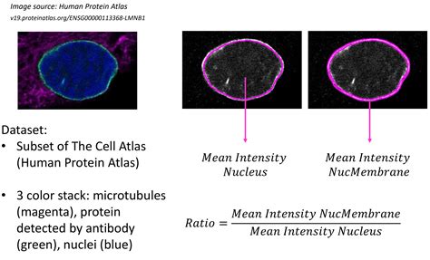 intro course day 2 — day 2 intro to bioimage analysis with python for