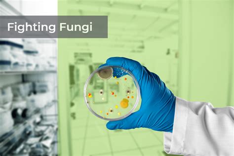 Fighting Fungi Preventing Mold Contamination In Sterile Manufacturing