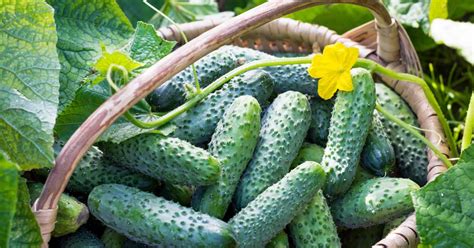 What Are Gynoecious Or All Female Cucumbers And Other Vine Crops