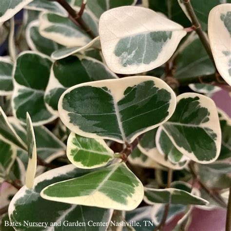 10p Ficus Triangularis Variegated Braid Tropical