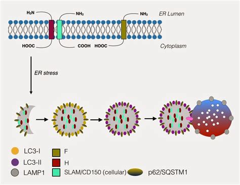 Virology Tidbits Measles Virus A Lot Of Autophagy