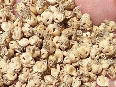 野牛草种子种植后多久可以使用种植后主要价值是什么 花海建设 长景园林网