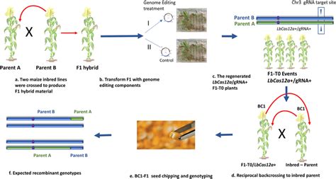 Experimental Workflow To Demonstrate Guided Homologous Chromosome