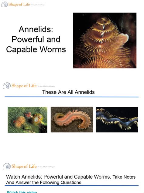 Lab Annelids Powerful And Capable Worms Pdf Earth Sciences