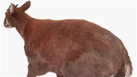 3d saola walking pose fur model turbosquid 2202816