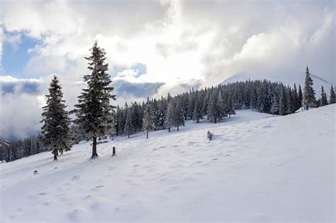 아름 다운 겨울 산 풍경입니다 키 큰 소나무는 눈과 서 리 흰 구름과 먼 산 복사 공간 배경 밝은 푸른 하늘에 덮여 새 해 복 많이 받으세요 그리고 즐거운 성 탄입니다