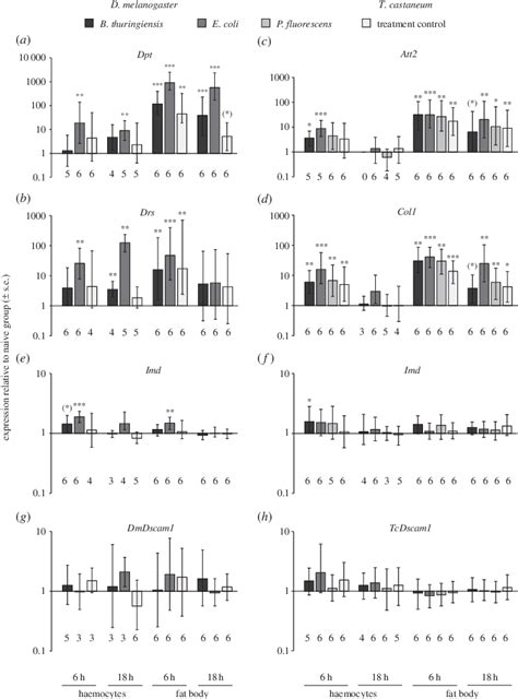 D Melanogaster And T Castaneum Larval Gene Expression After
