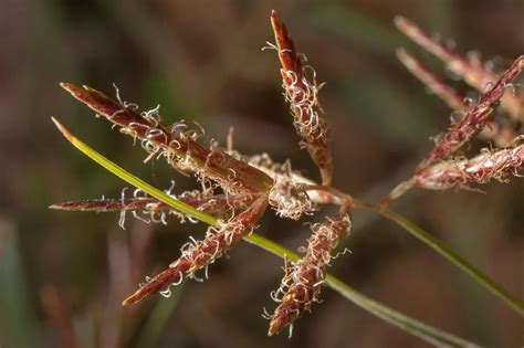 Cyperus Rotundus Extract At Rs 600kg साइपरस रोटंडस In Greater Noida