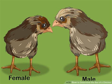 3 Ways To Determine The Sex Of A Chicken WikiHow
