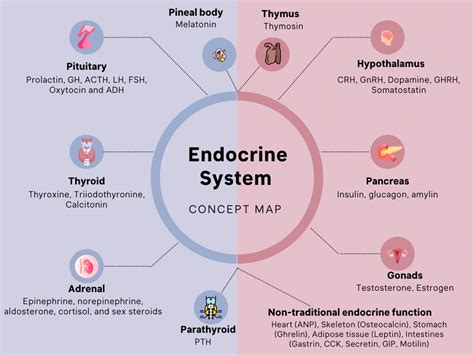 List Of Endocrine Glands And Their Hormones And Functions Pdf