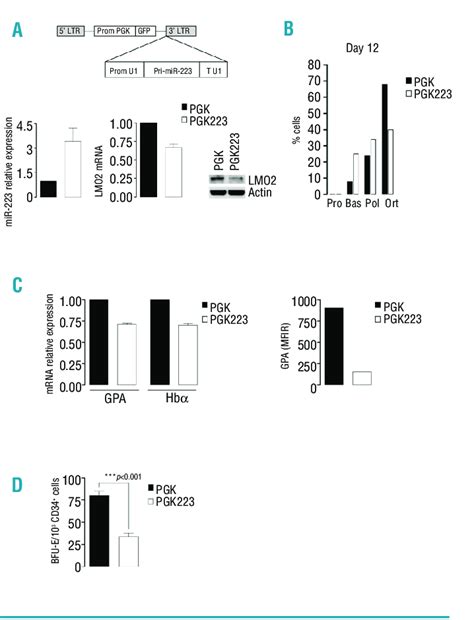 Ectopic MiR 223 Expression In E Cells Downregulates LMO2 Protein