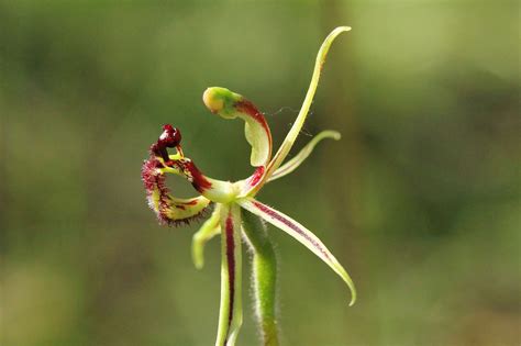 Comum Dragão Orquídea Flores Foto gratuita no Pixabay Pixabay