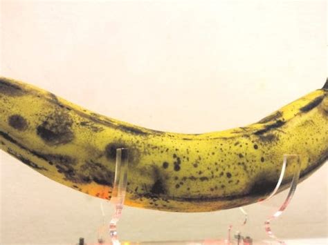 The Just Bananas Method For Generating True Random Numbers