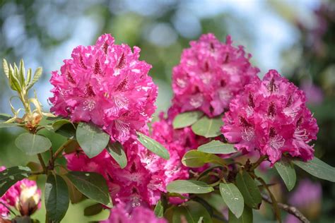 Rhododendron Flower Rhododendron Plant Grow And Care For