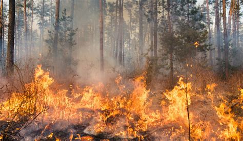 Waldbrand in der Sächsischen Schweiz im Juli 2022 Anklage gegen vier