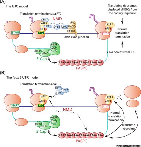 Figure 1 From Nonsense Mediated Mrna Decay In Neuronal Physiology And