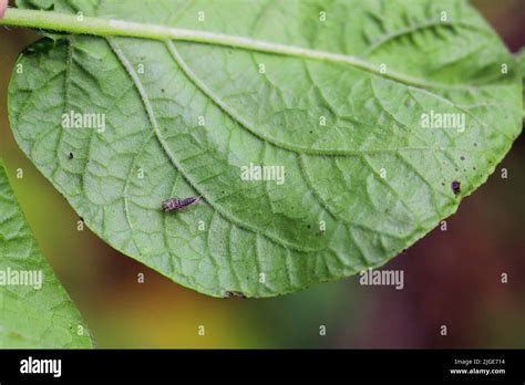Cuticle Leaf