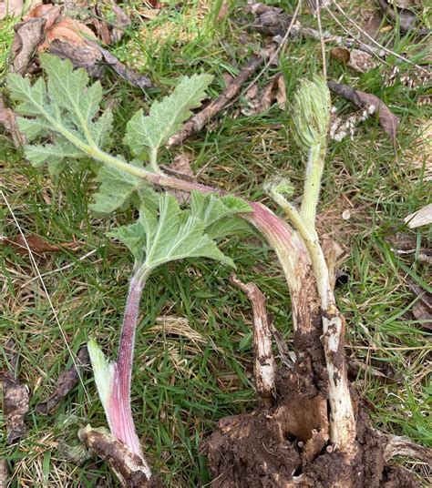 Heracleum Maximum Cow Parsnip Eat The Planet