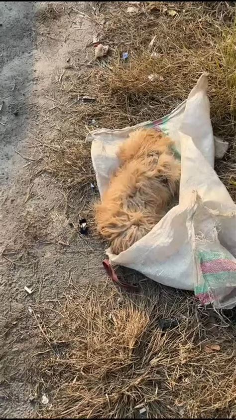 ‎پلی کلینیک دامپزشكي دكتر ساسان‎ ‎توضیحات در فیلم واقعاً شرم آور این رفتار بار چندمه تویی