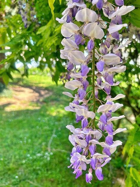 Purple Wisteria Spring Flowers Hanging Flower Rhizomes Long Hanging