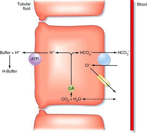 Renal Buffer System