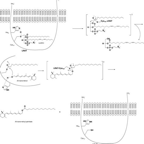 Pdf Lecithin Retinol Acyltransferase Is A Founder Member Of A Novel