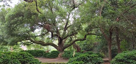 TreesCharlotte Tree Canopy Conservation Charlotte NC Nonprofit
