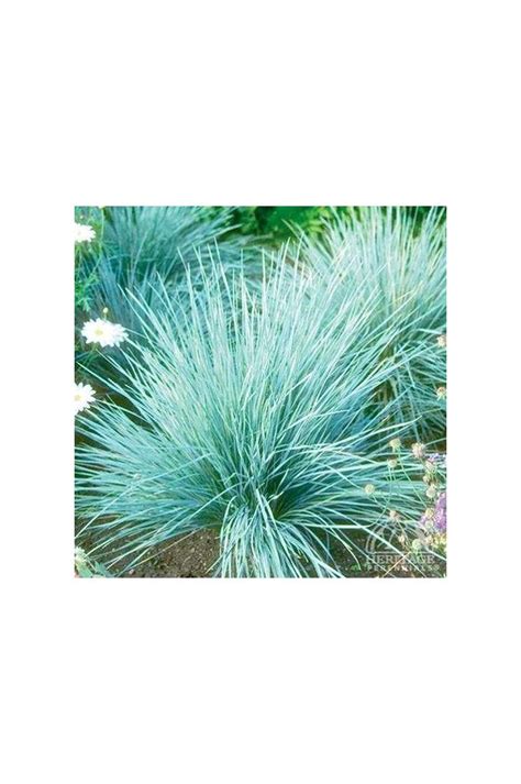 Blue Oat Grasshelictotri