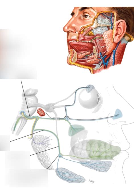 Submandibular Glands Diagram Quizlet