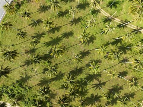 Premium Photo Top View Aerial Shot Of The Coconut Palm Grove And