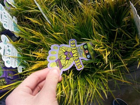 Stepables Short Plants Bred To Grow In Shade And Take Some Foot Traffic Love The Seasonal Color