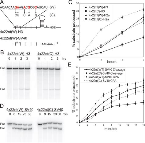 Figure 3 From U2 Snrnp Binds Intronless Histone Pre Mrnas To Facilitate